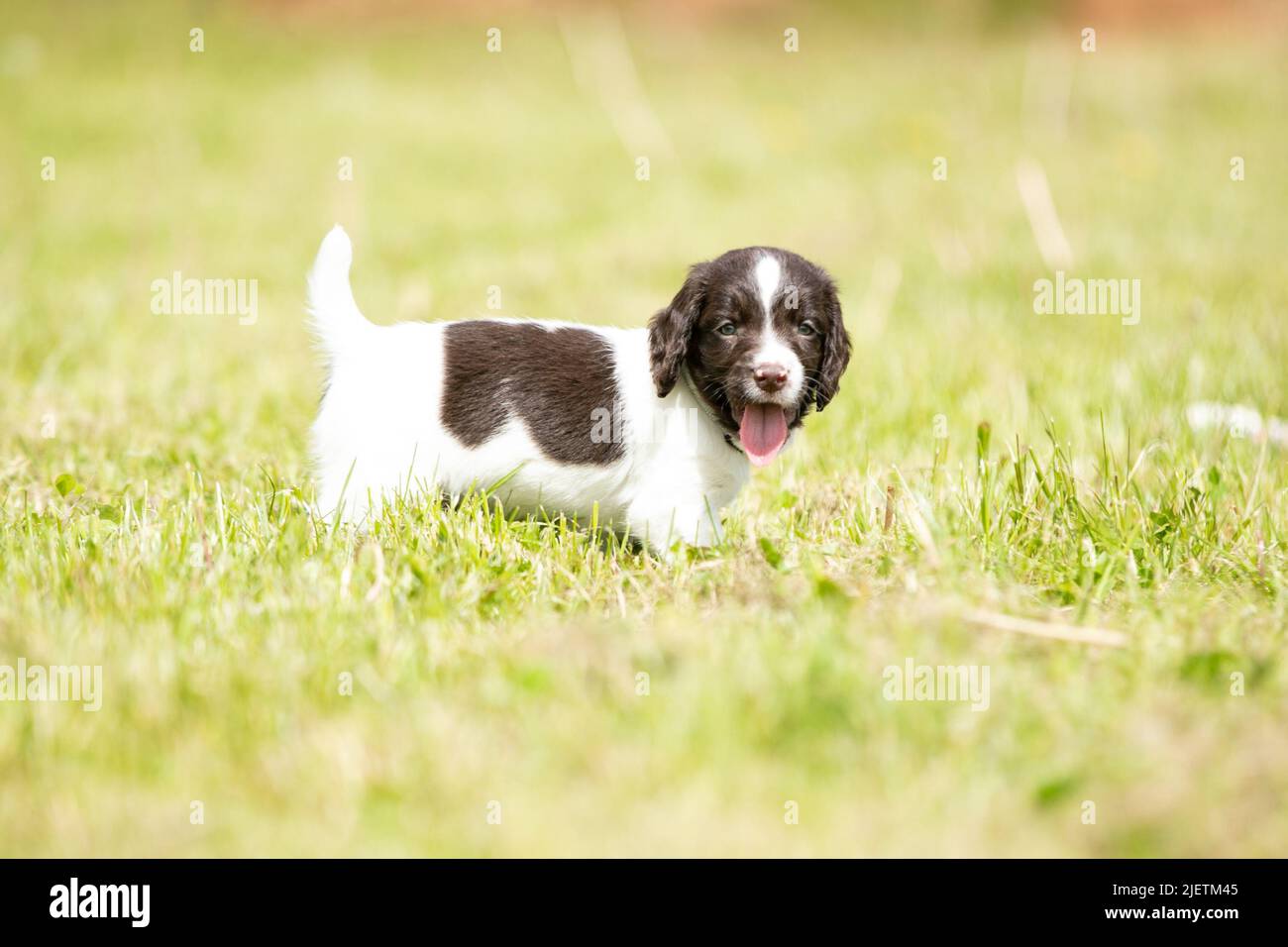 Sprocker Spaniel Puppies Stock Photo - Alamy