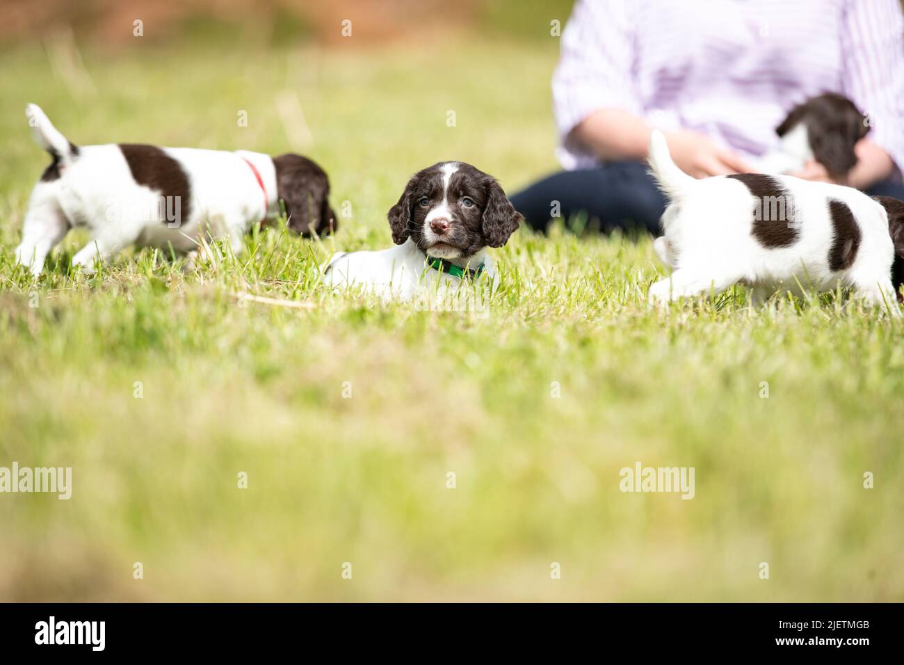 Sprocker Spaniel Puppies Stock Photo - Alamy