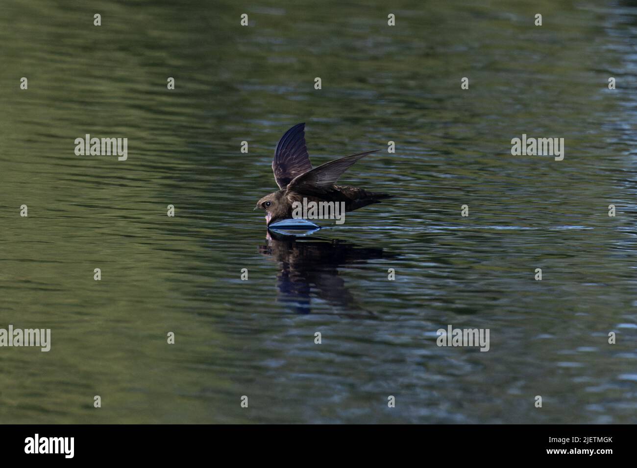 Common Swift (Apus apus) flying and drinking Norwich GB UK June 2022 ...