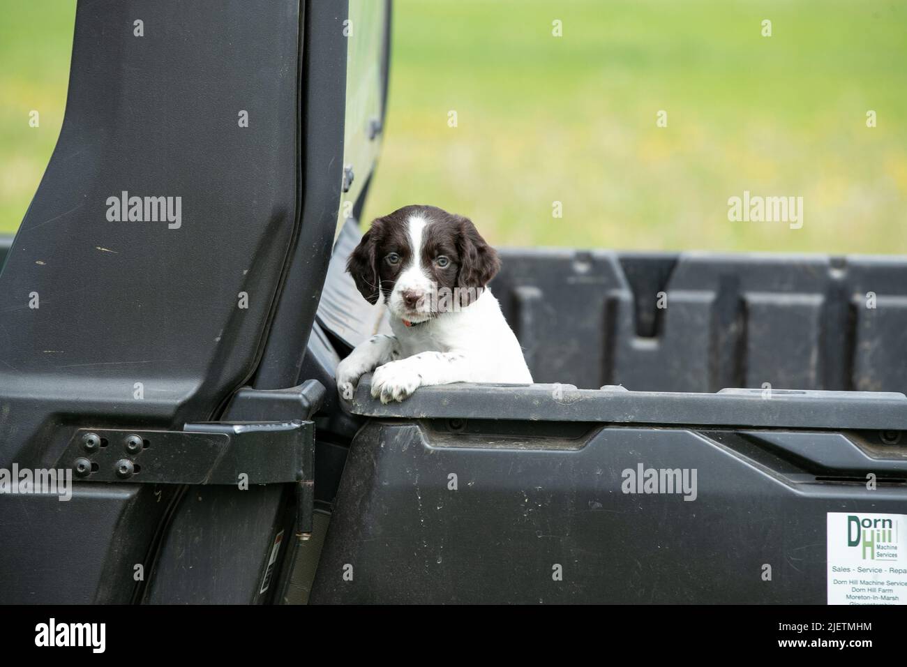 Sprocker Spaniel Puppies Stock Photo - Alamy