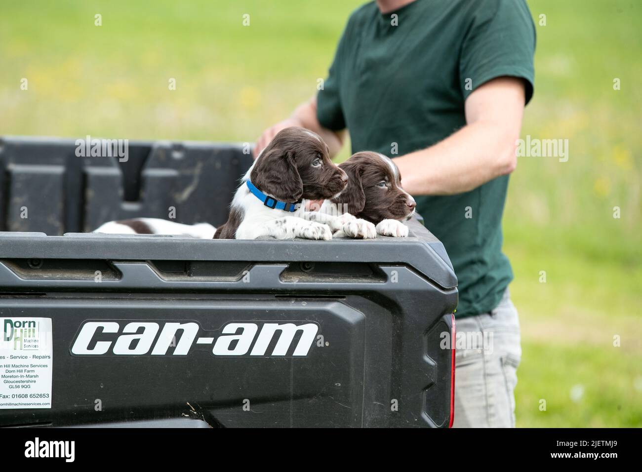 Sprocker Spaniel Puppies Stock Photo - Alamy