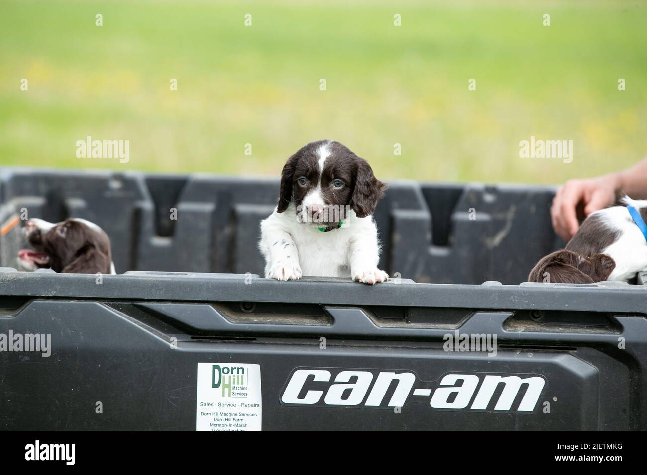 Sprocker Spaniel Puppies Stock Photo - Alamy