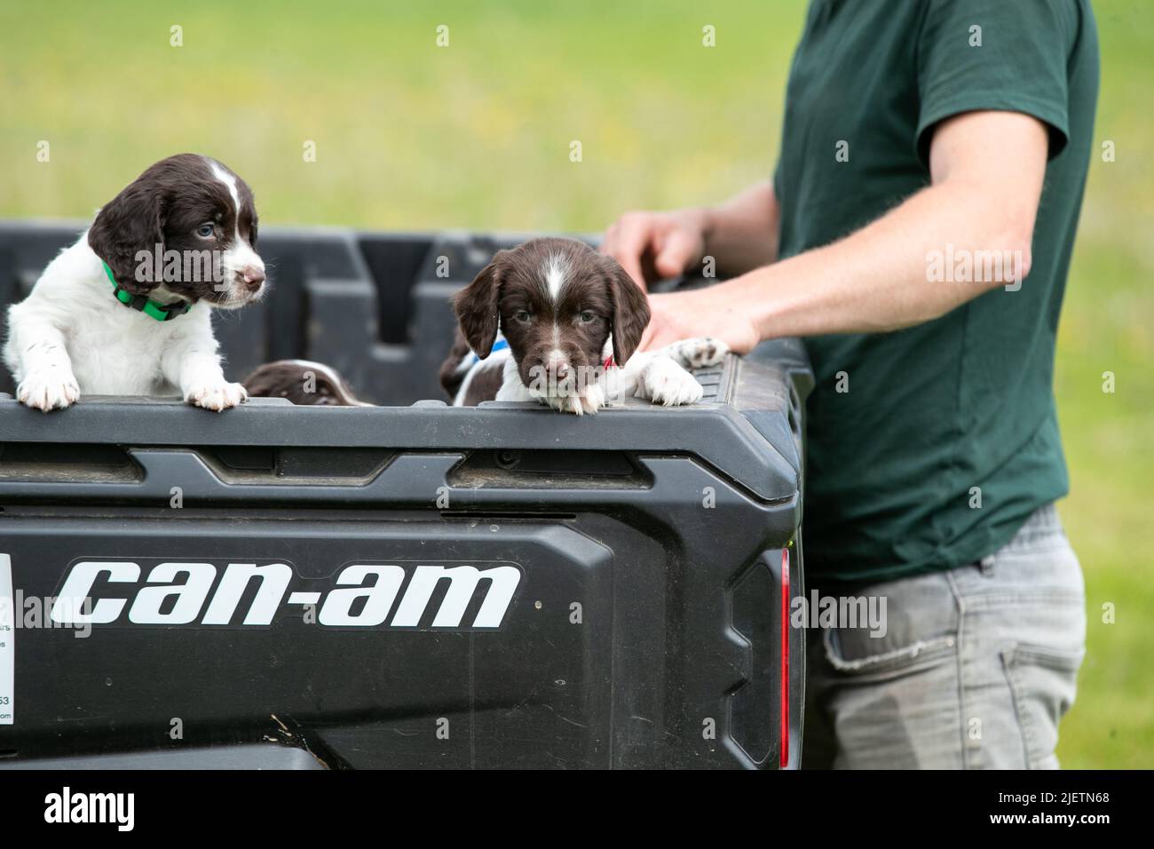 Sprocker Spaniel Puppies Stock Photo - Alamy