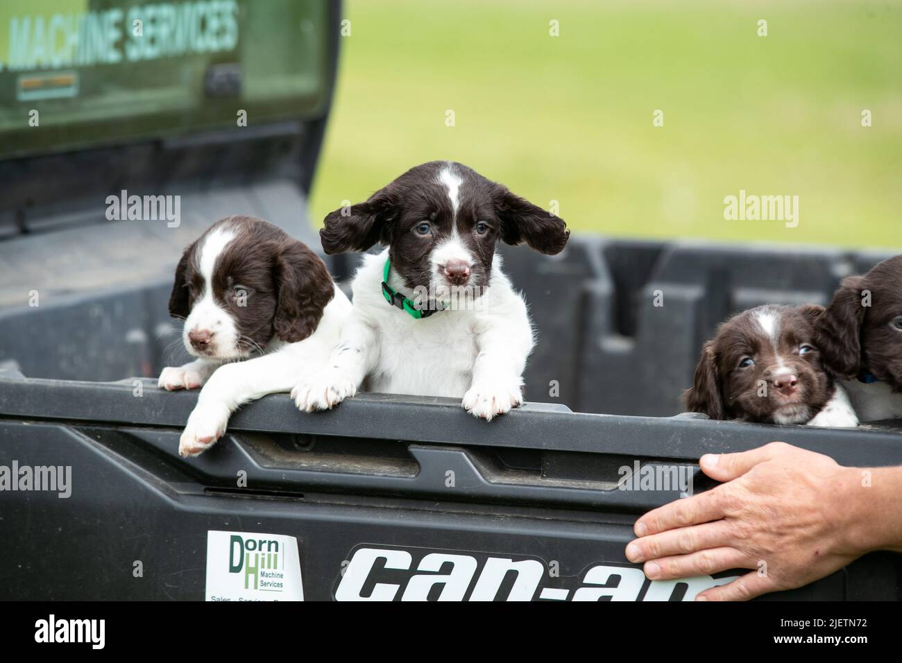 Sprocker Spaniel Puppies Stock Photo - Alamy