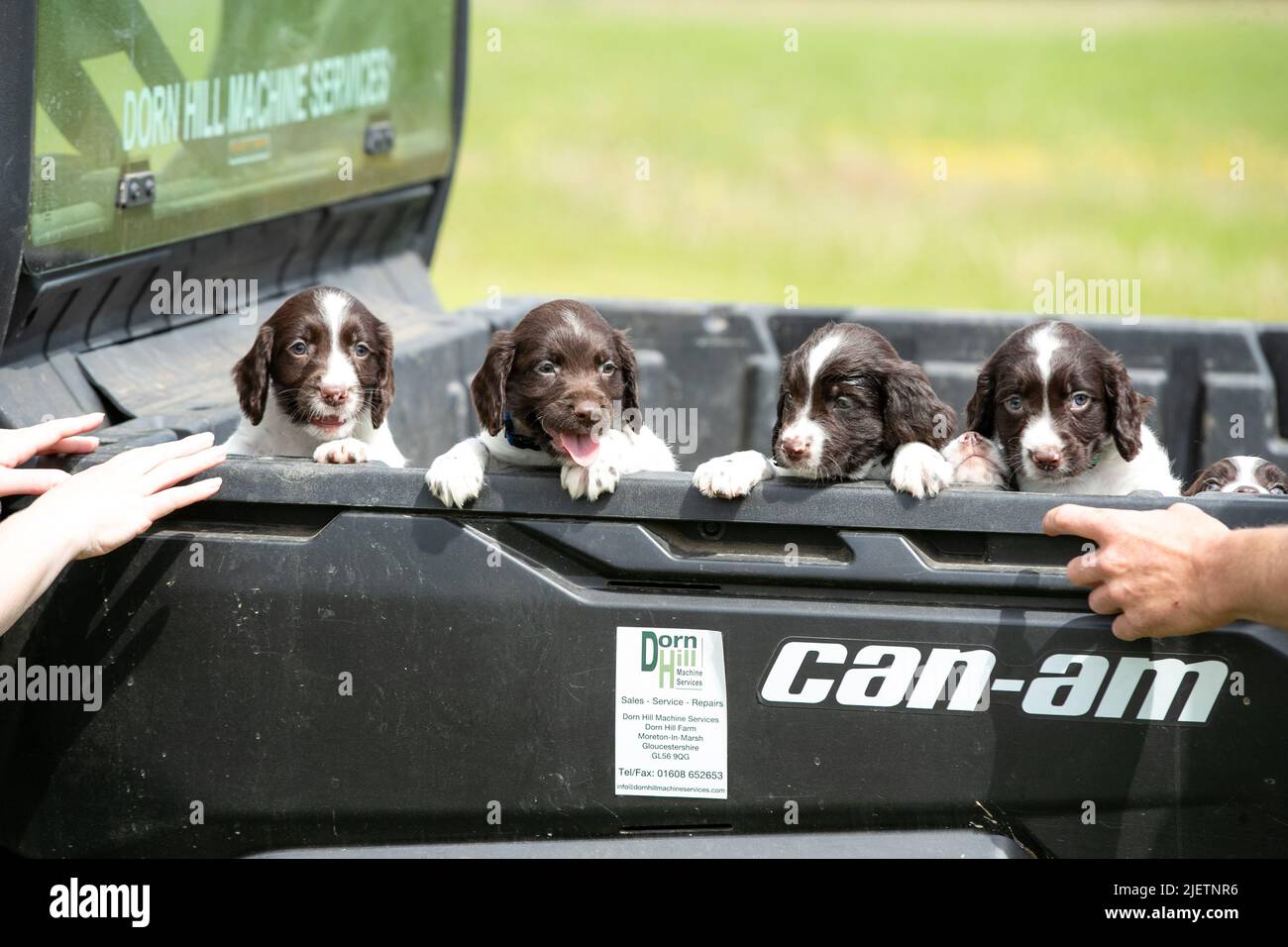 Sprocker Spaniel Puppies Stock Photo - Alamy