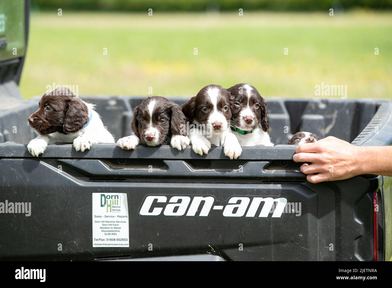 Sprocker Spaniel Puppies Stock Photo - Alamy