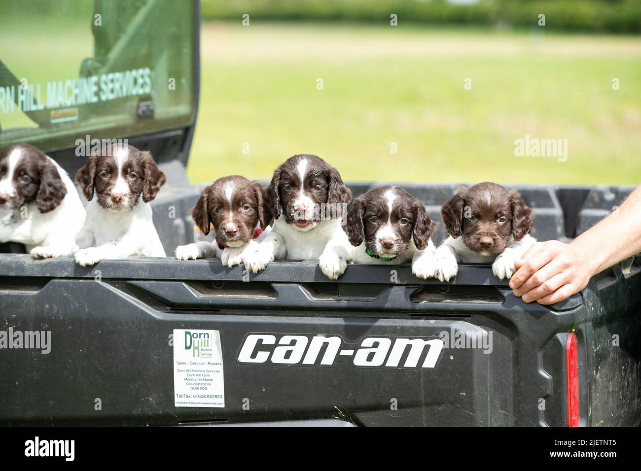 Sprocker Spaniel Puppies Stock Photo - Alamy