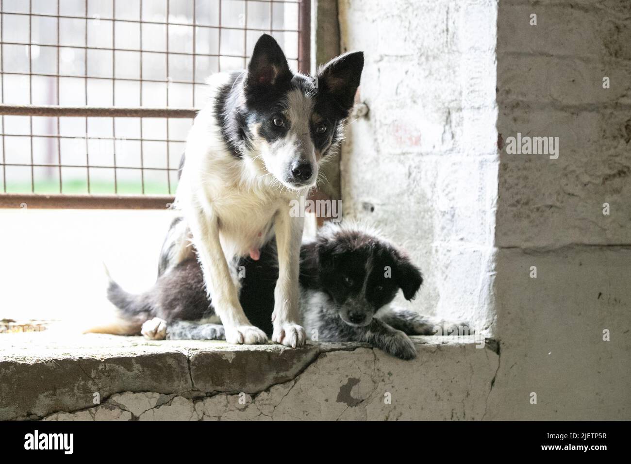 Working Sheepdog and Puppies Stock Photo - Alamy