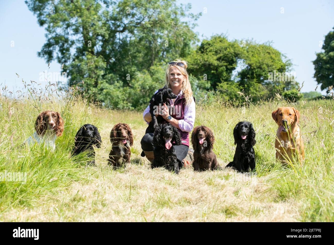 Strigidae gundogs hi-res stock photography and images - Alamy