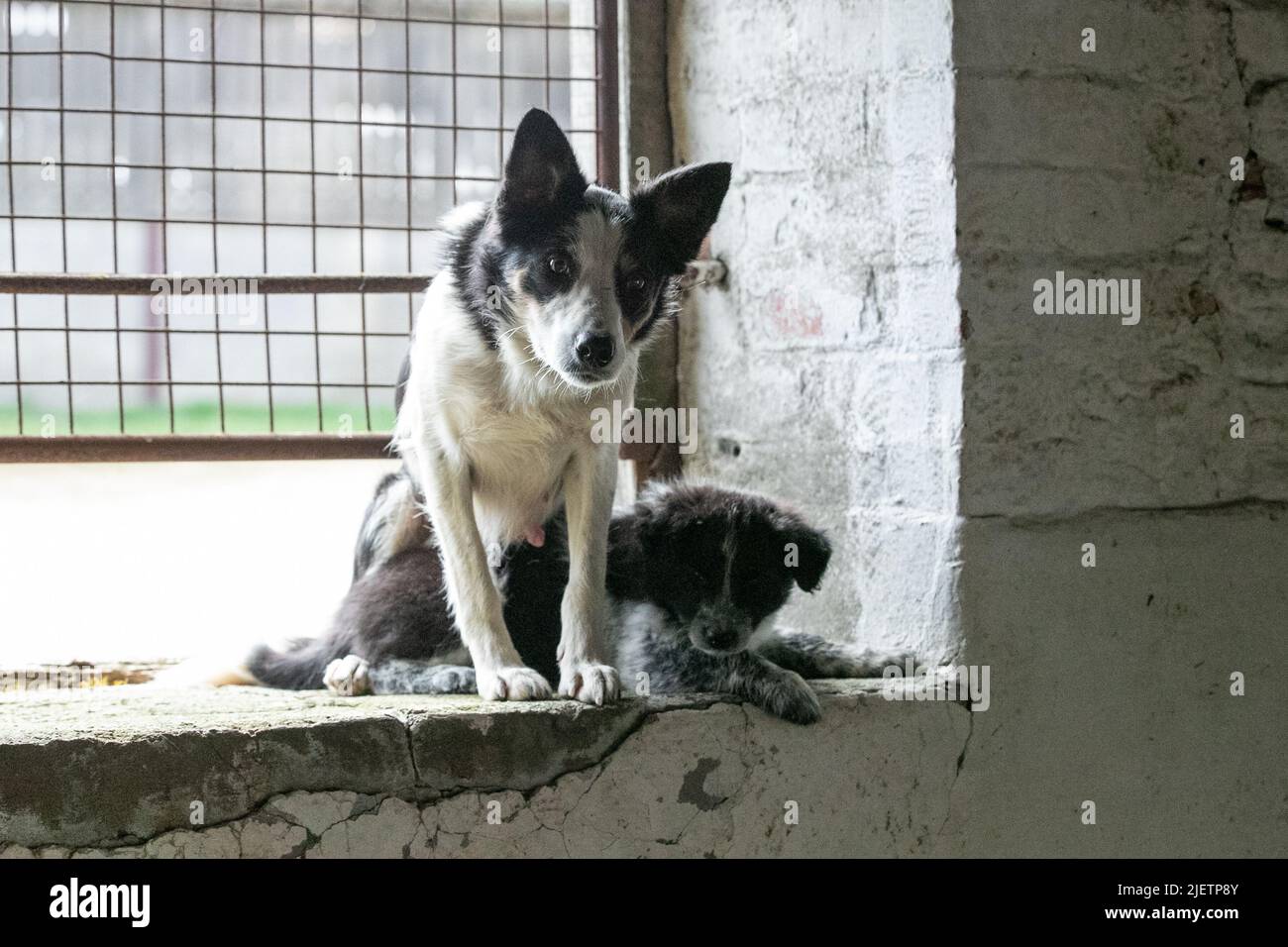 Working Sheepdog and Puppies Stock Photo - Alamy