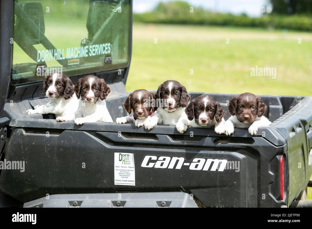 Sprocker Spaniel Puppies Stock Photo - Alamy