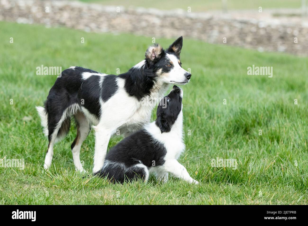 Working Sheepdog and Puppies Stock Photo - Alamy