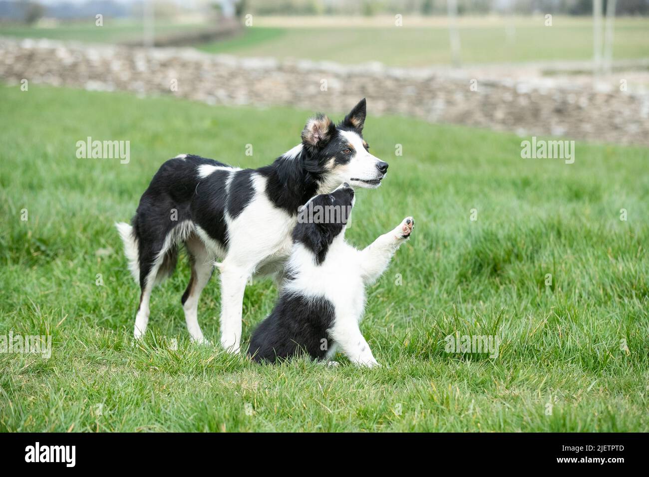 Working Sheepdog and Puppies Stock Photo - Alamy