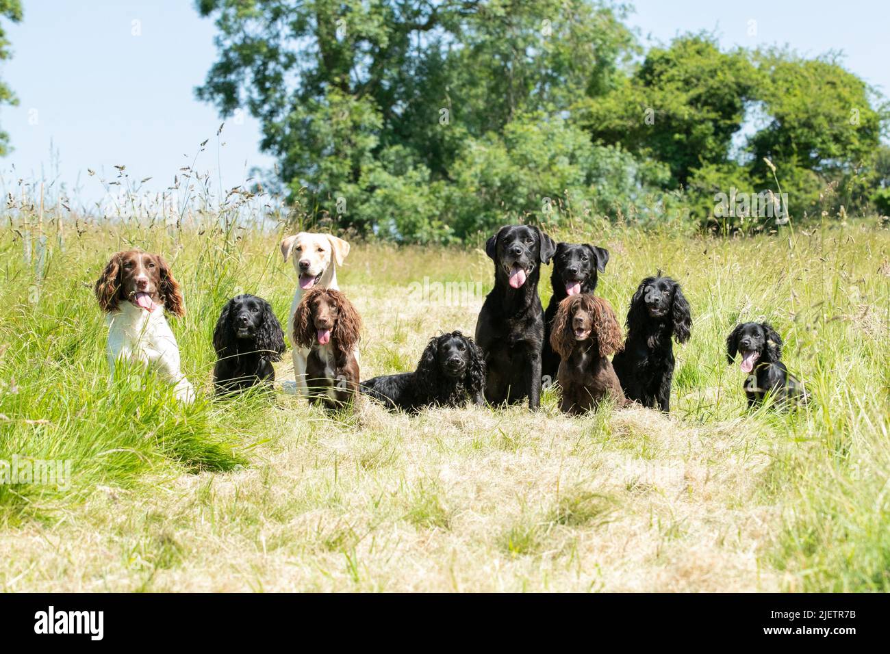 Strigidae gundogs hi-res stock photography and images - Alamy