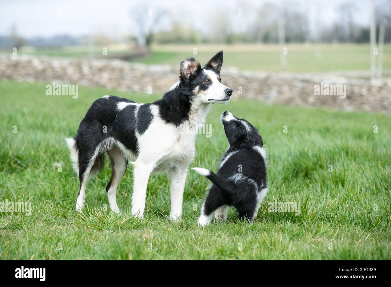 Working collie hi-res stock photography and images - Alamy