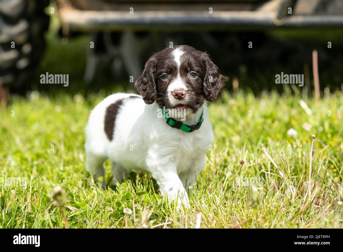 Sprocker Spaniel Puppies Stock Photo - Alamy