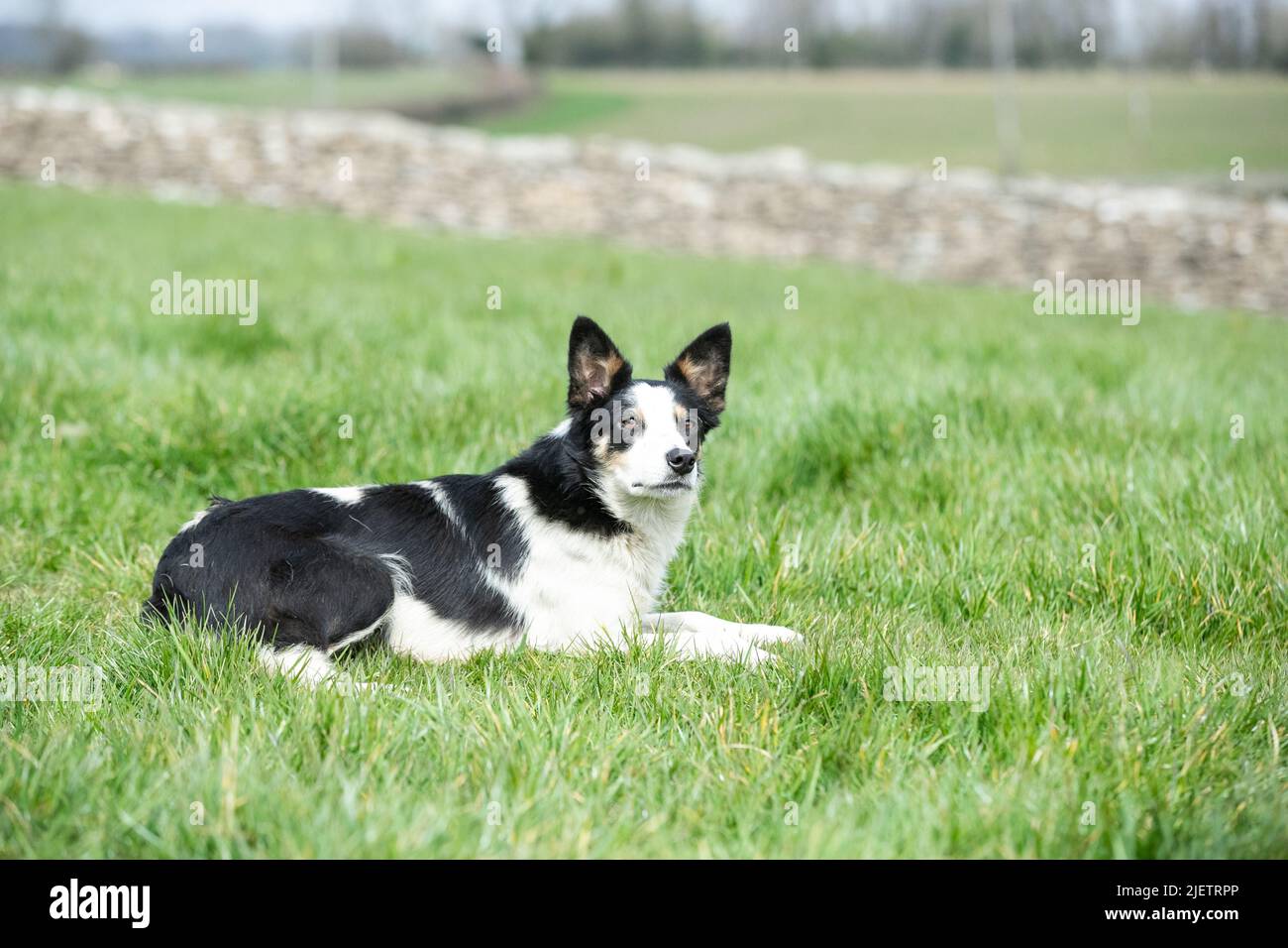 Working Sheepdog and Puppies Stock Photo - Alamy