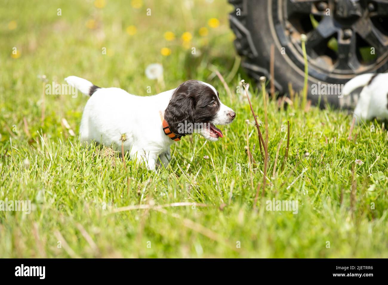 Sprocker Spaniel Puppies Stock Photo - Alamy