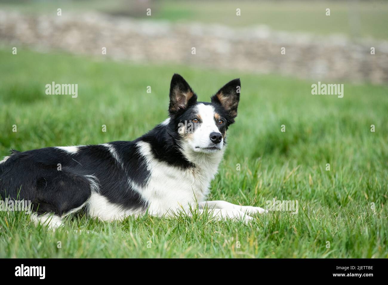 Working Sheepdog and Puppies Stock Photo - Alamy