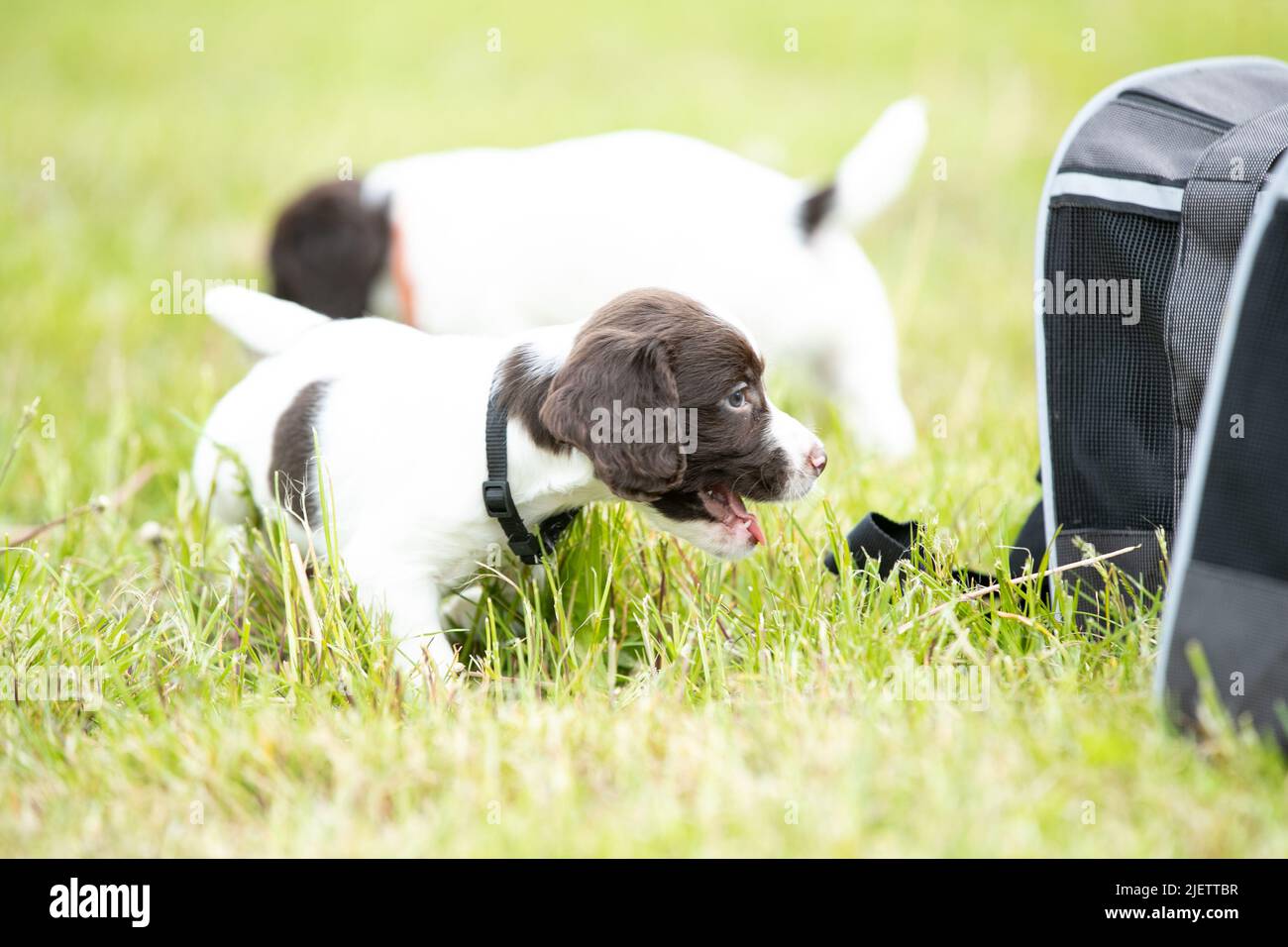 Sprocker Spaniel Puppies Stock Photo - Alamy