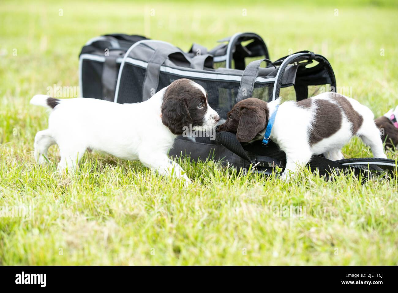 Sprocker Spaniel Puppies Stock Photo - Alamy