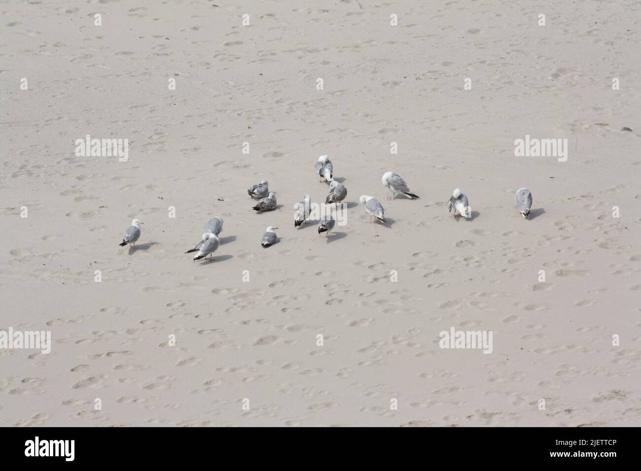 Beach conference hi-res stock photography and images - Alamy