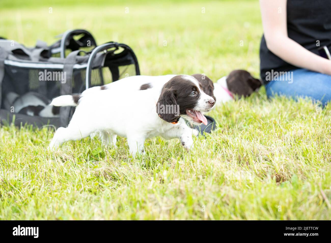 Sprocker Spaniel Puppies Stock Photo - Alamy