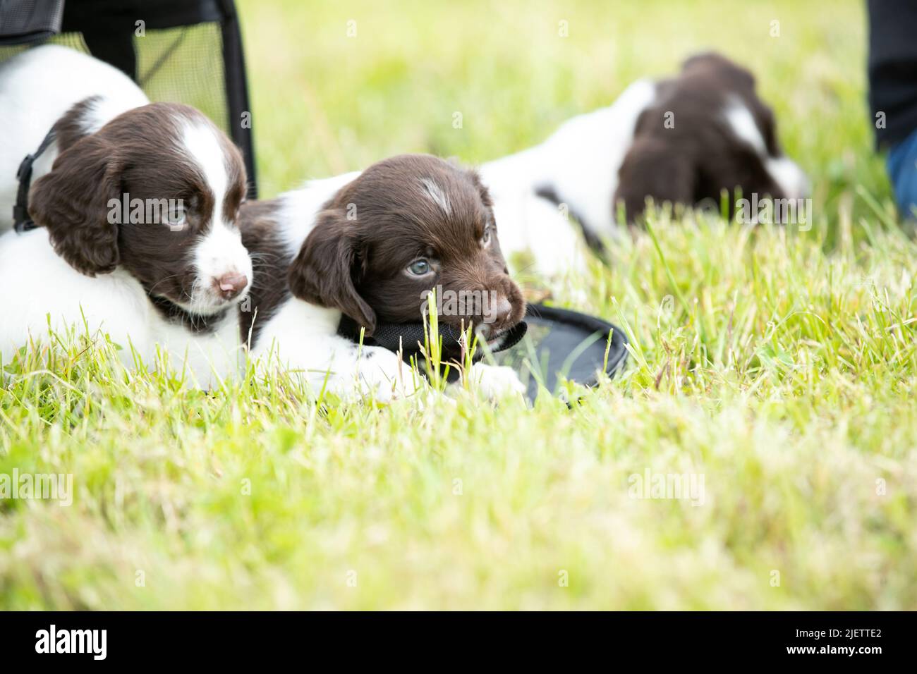 Sprocker Spaniel Puppies Stock Photo - Alamy