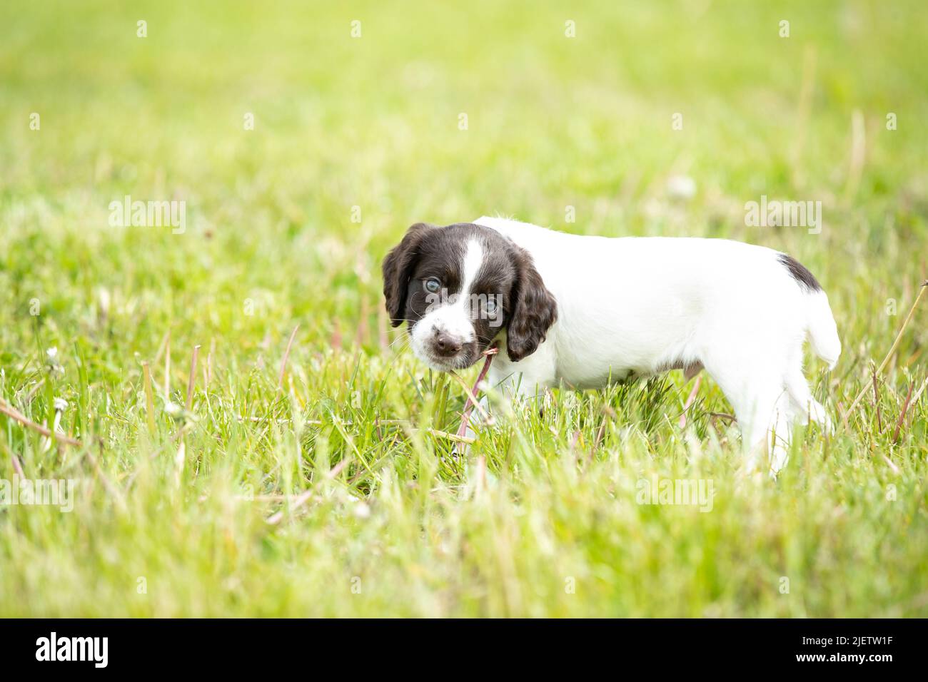 Sprocker Spaniel Puppies Stock Photo - Alamy