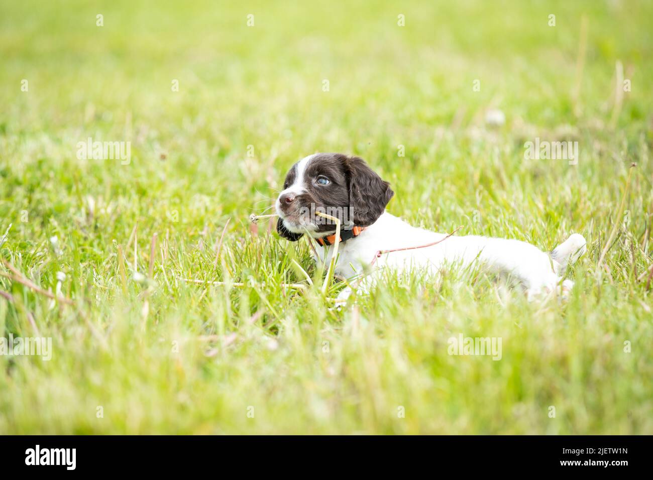 Sprocker Spaniel Puppies Stock Photo - Alamy