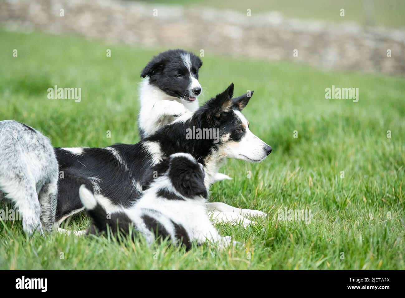 Working Sheepdog and Puppies Stock Photo - Alamy