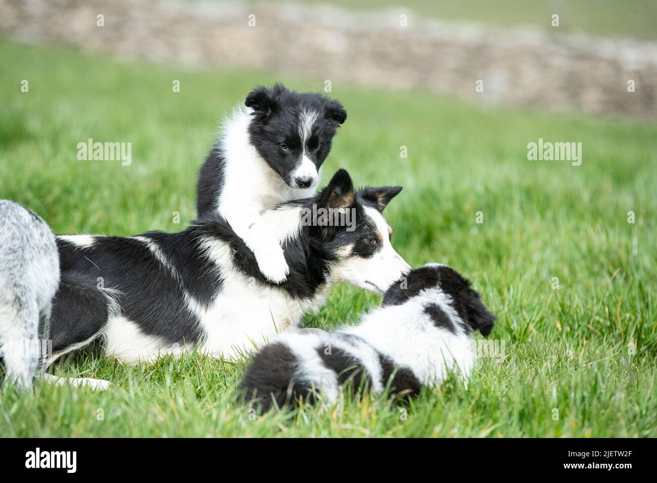 Working Sheepdog and Puppies Stock Photo - Alamy