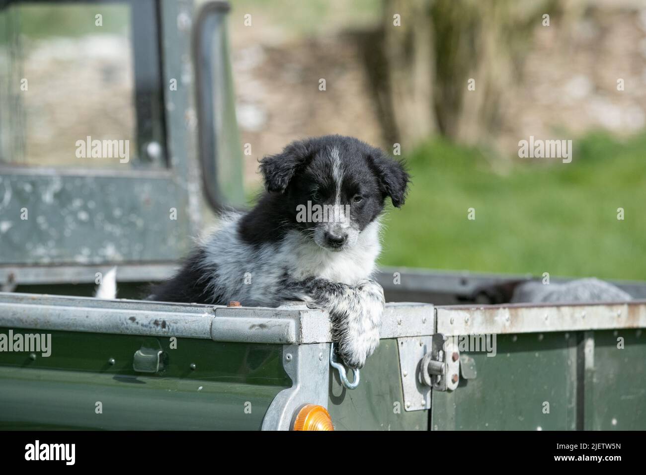 Working Sheepdog and Puppies Stock Photo - Alamy