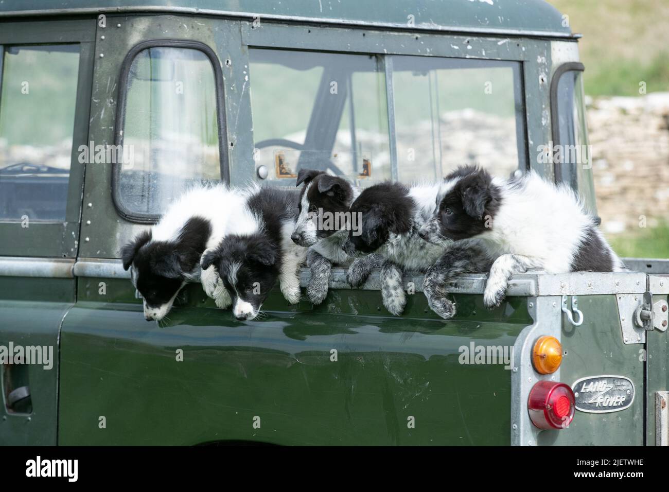 Working Sheepdog and Puppies Stock Photo - Alamy