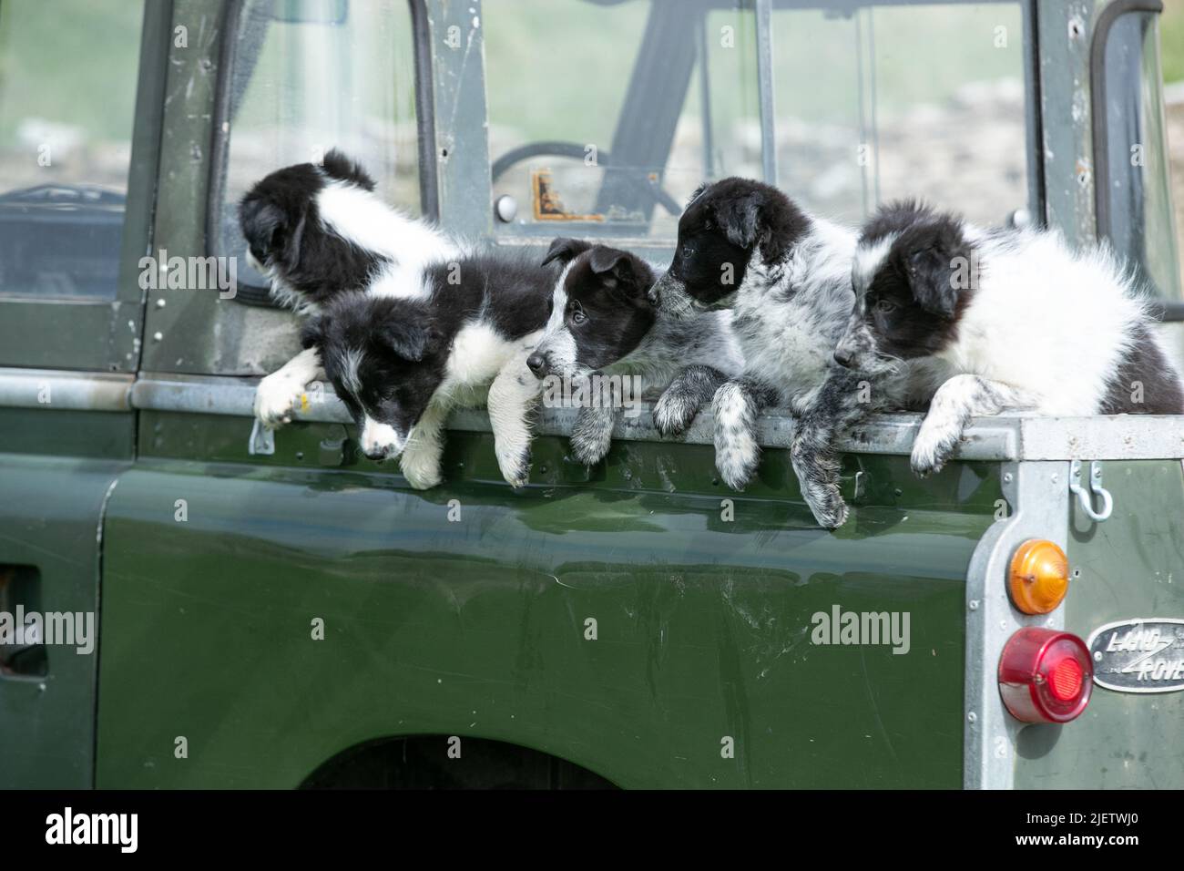Working Sheepdog and Puppies Stock Photo - Alamy