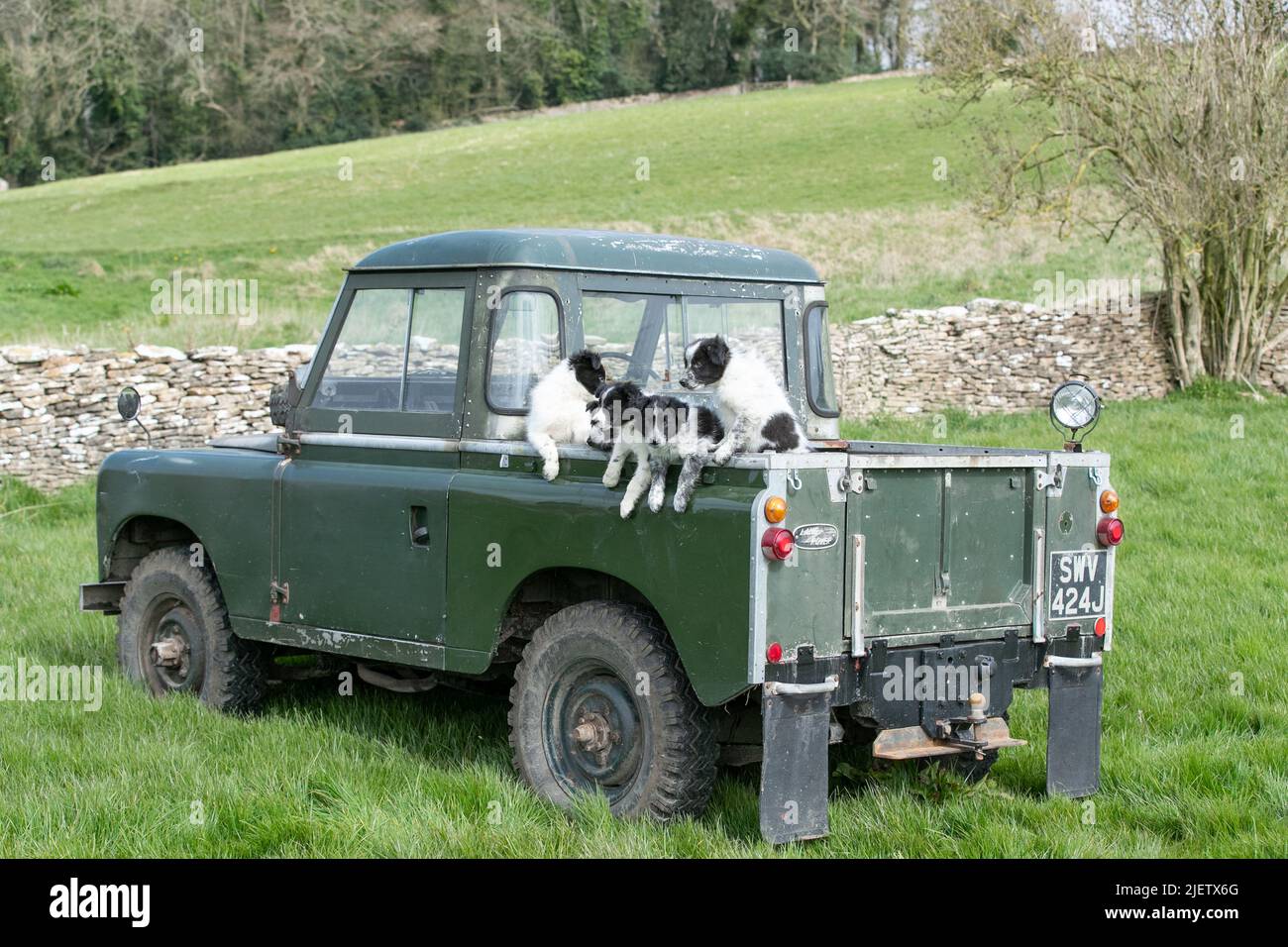 Working Sheepdog and Puppies Stock Photo - Alamy