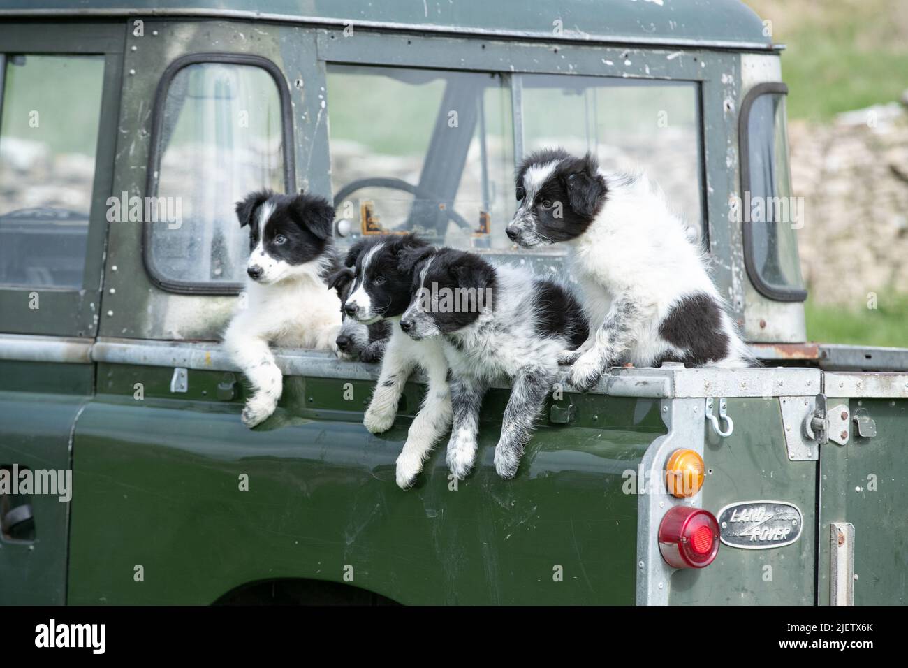 Working Sheepdog and Puppies Stock Photo - Alamy