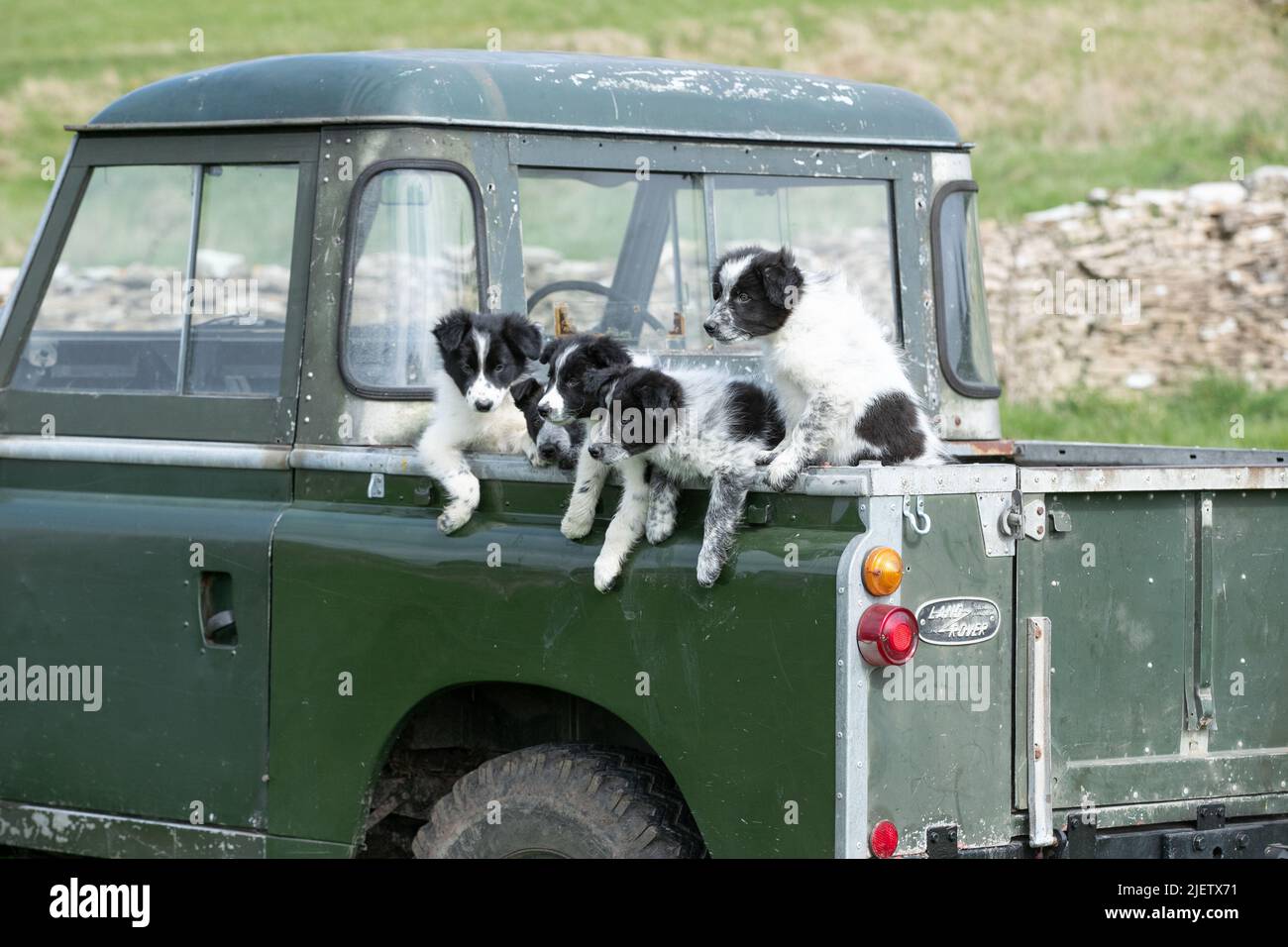 Working Sheepdog and Puppies Stock Photo - Alamy