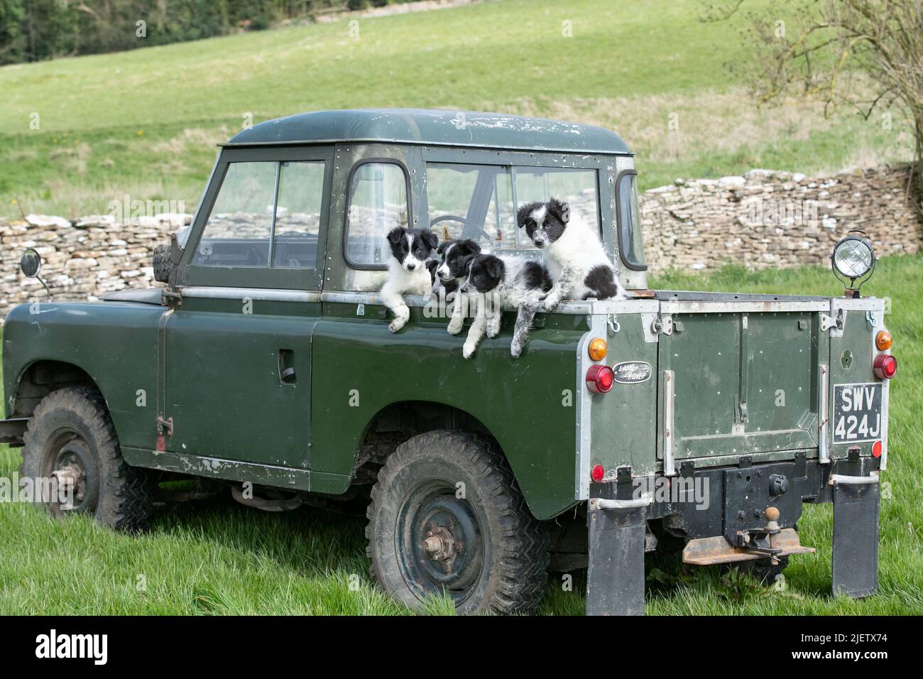 Working Sheepdog and Puppies Stock Photo - Alamy