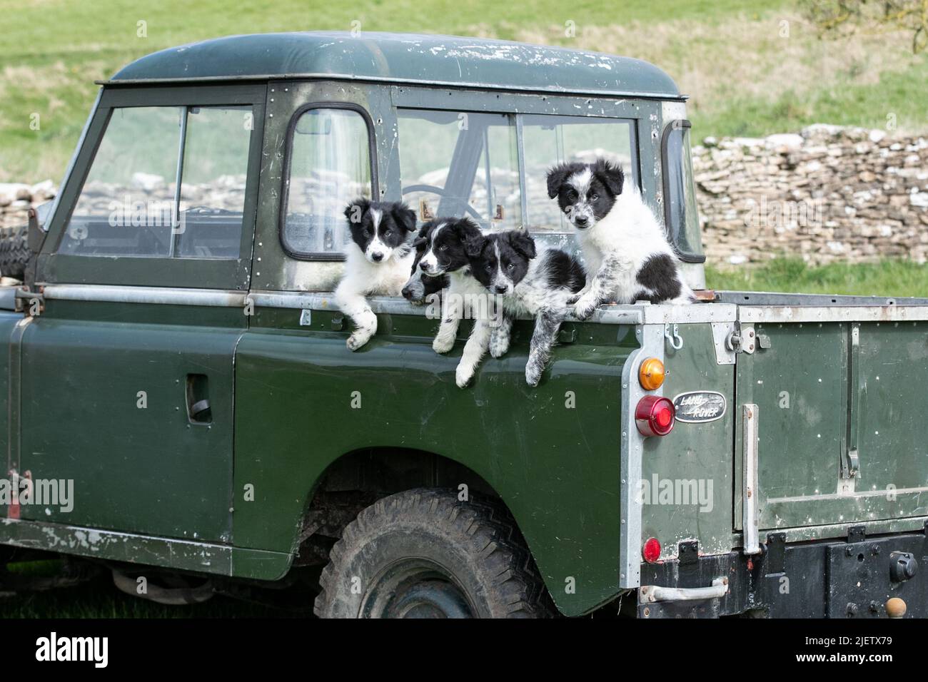 Working Sheepdog and Puppies Stock Photo - Alamy