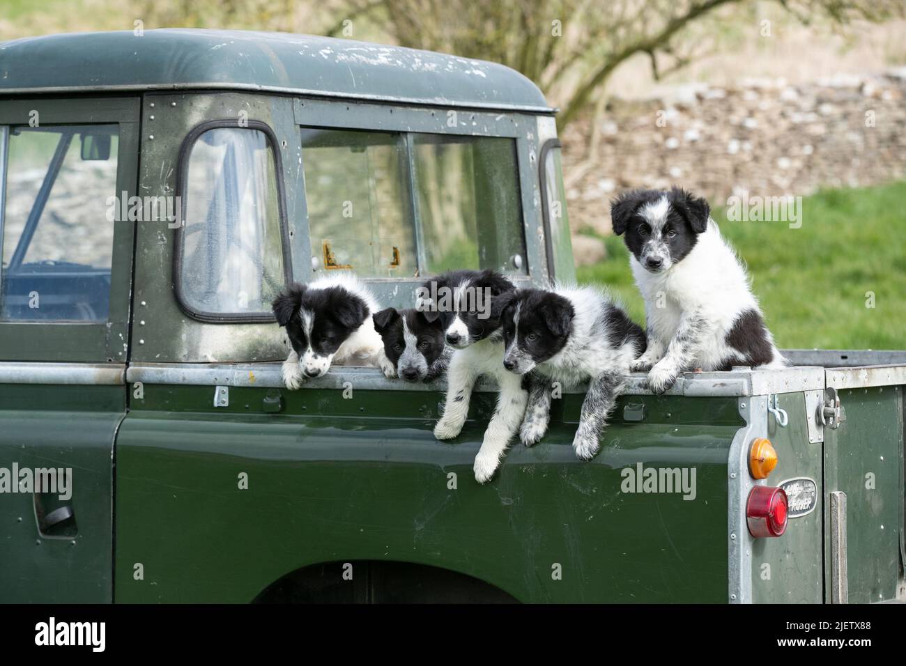 Working Sheepdog and Puppies Stock Photo - Alamy