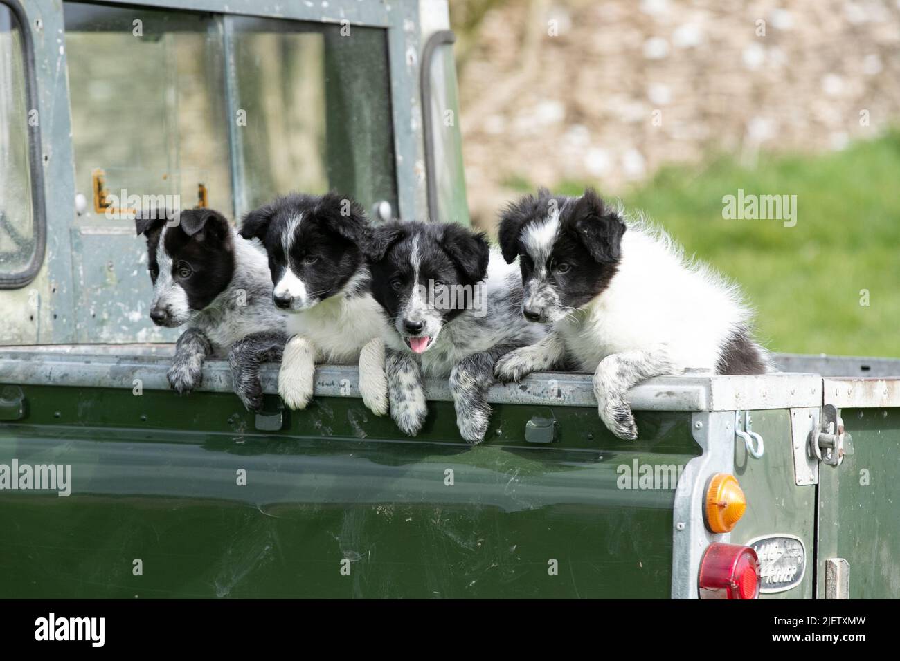 Working Sheepdog and Puppies Stock Photo - Alamy