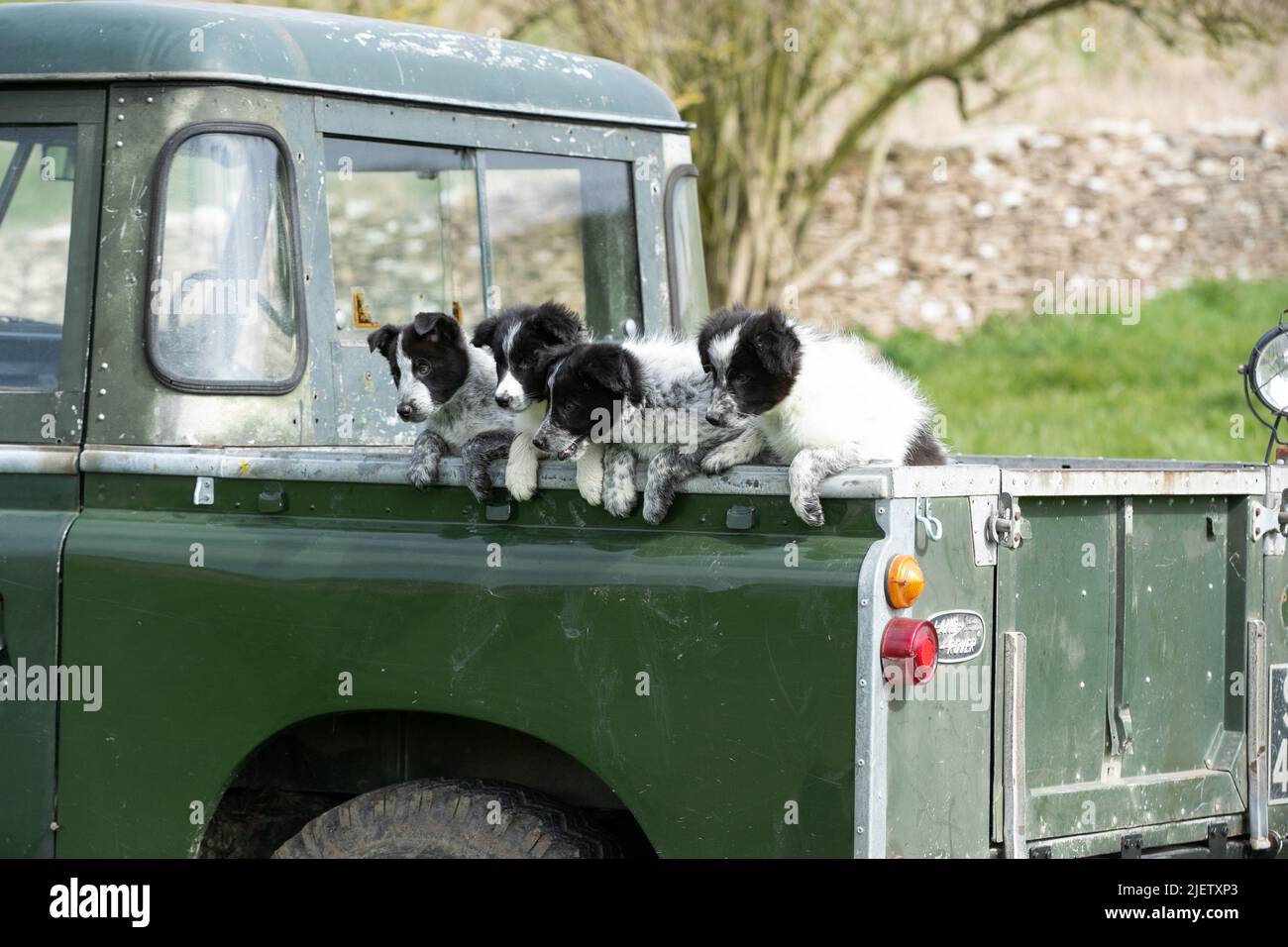 Working Sheepdog and Puppies Stock Photo - Alamy