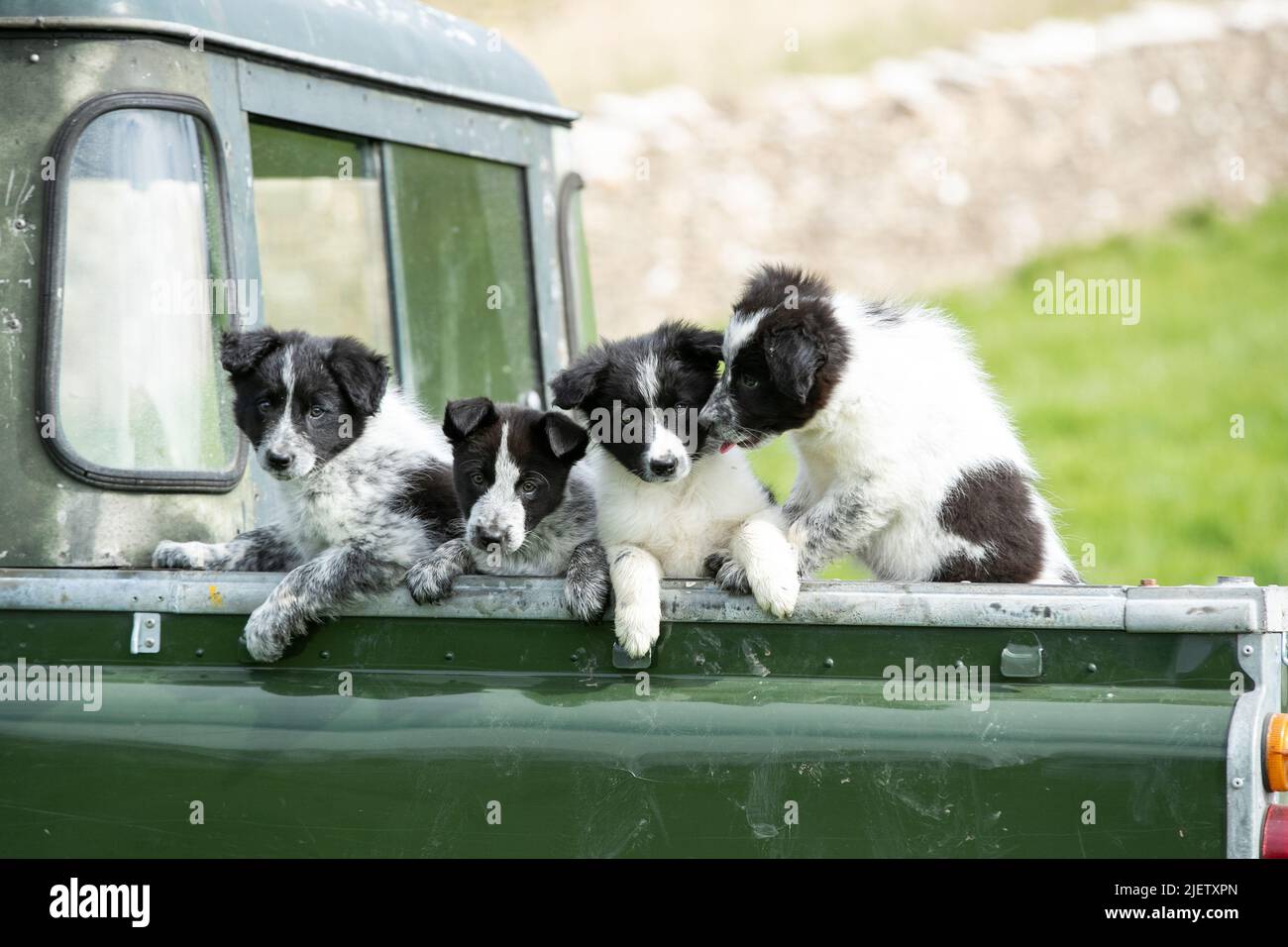 Working Sheepdog and Puppies Stock Photo - Alamy