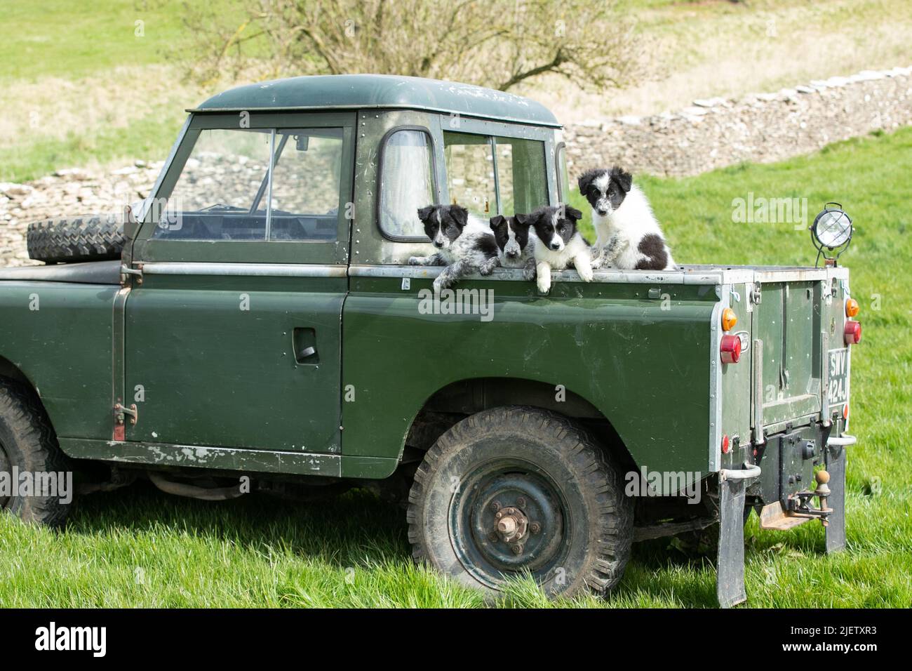 Working Sheepdog and Puppies Stock Photo - Alamy