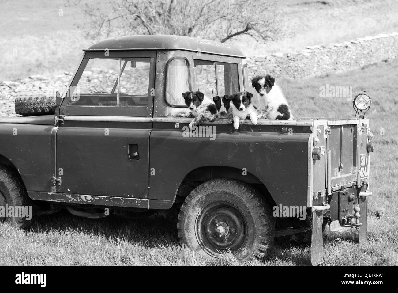 Working Sheepdog and Puppies Stock Photo - Alamy