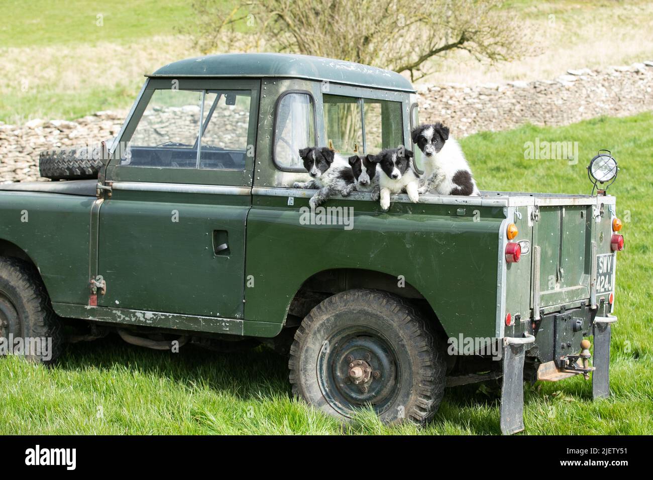 Working Sheepdog and Puppies Stock Photo - Alamy Working Sheepdog and Puppies Stock Photo - Alamy