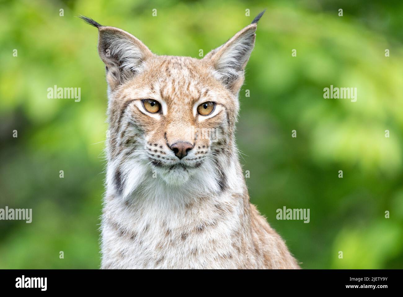 Detailed cat portrait hi-res stock photography and images - Alamy