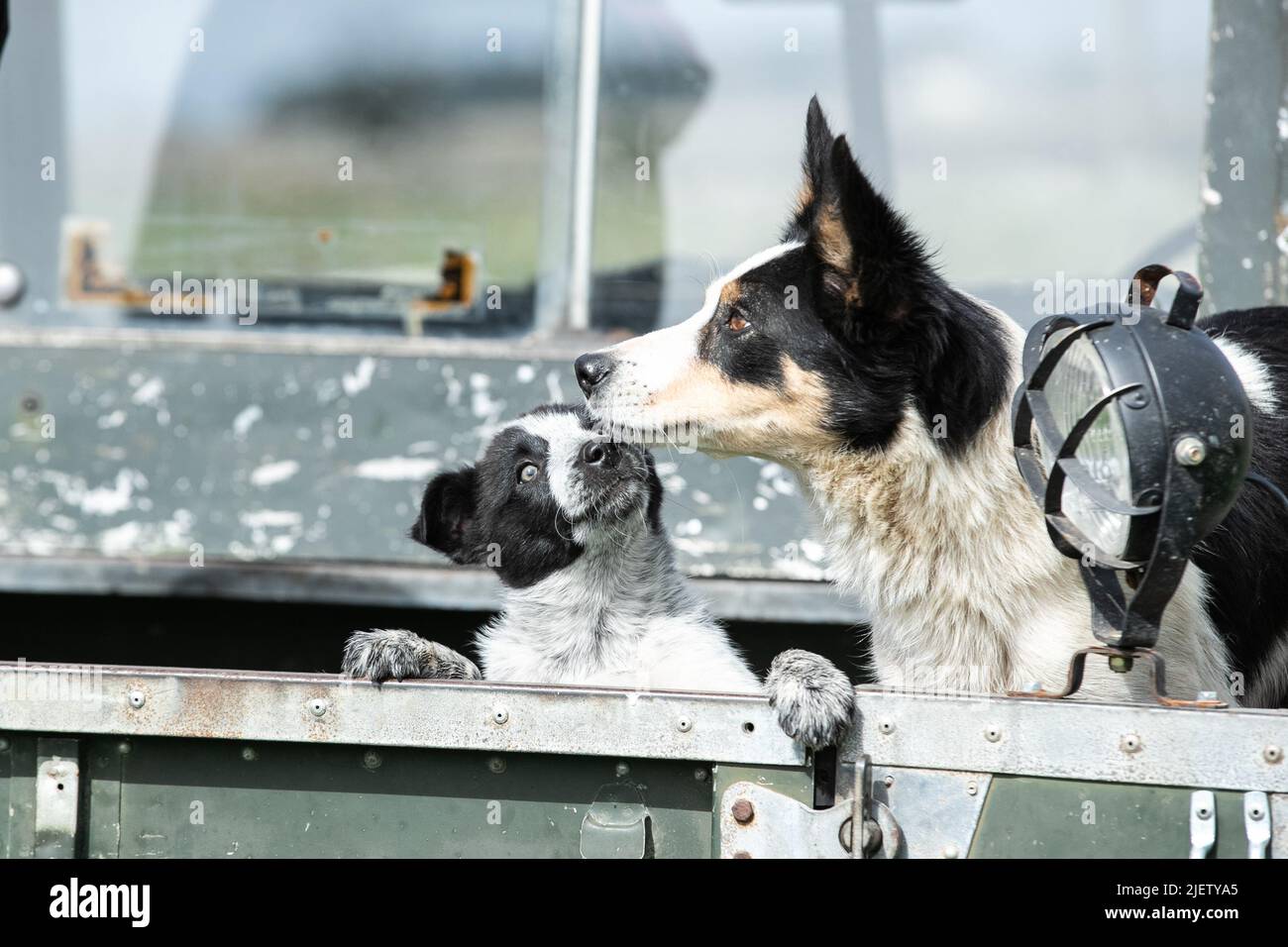 Working Sheepdog and Puppies Stock Photo - Alamy