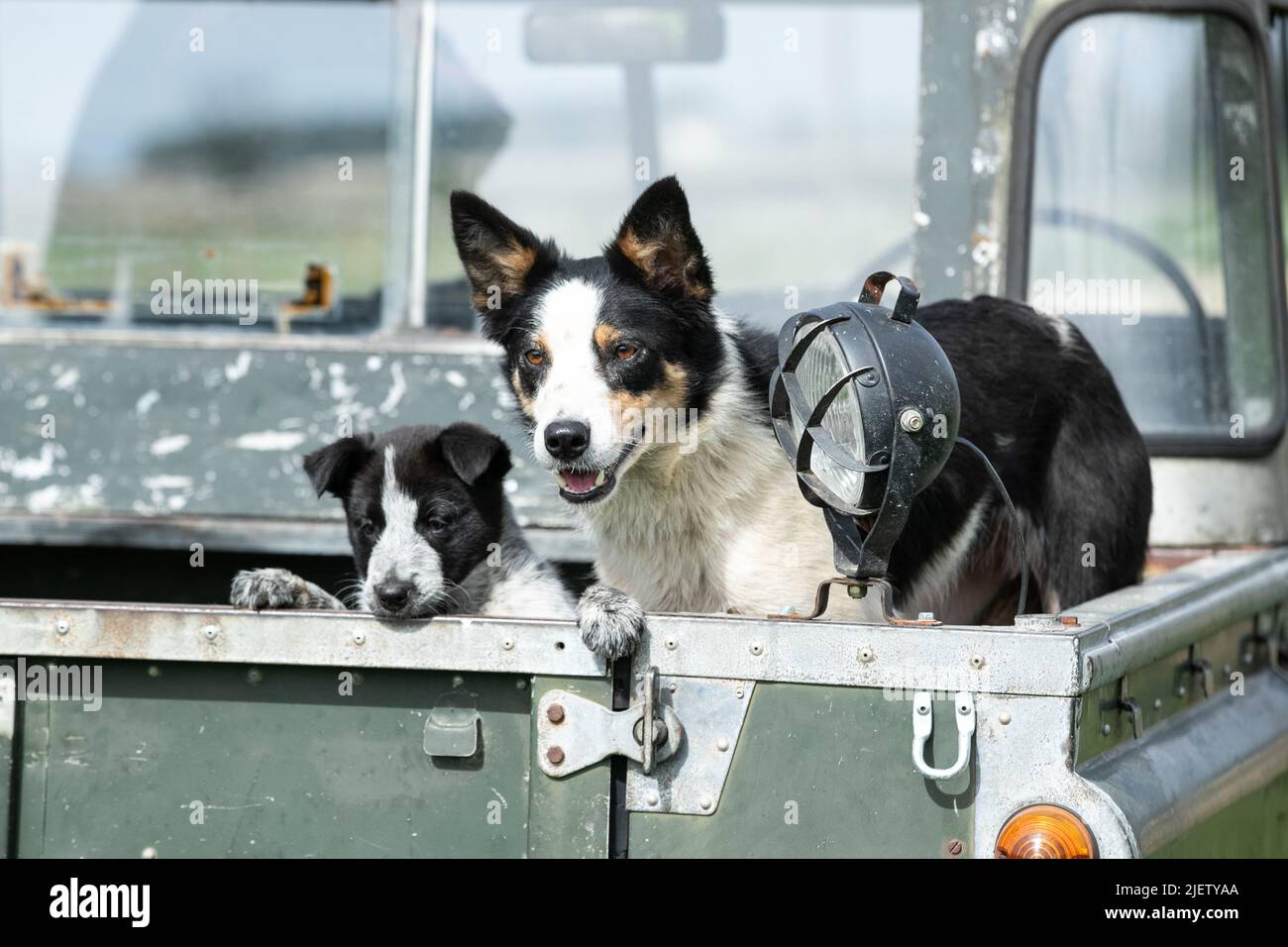 Working Sheepdog and Puppies Stock Photo - Alamy Working Sheepdog and Puppies Stock Photo - Alamy